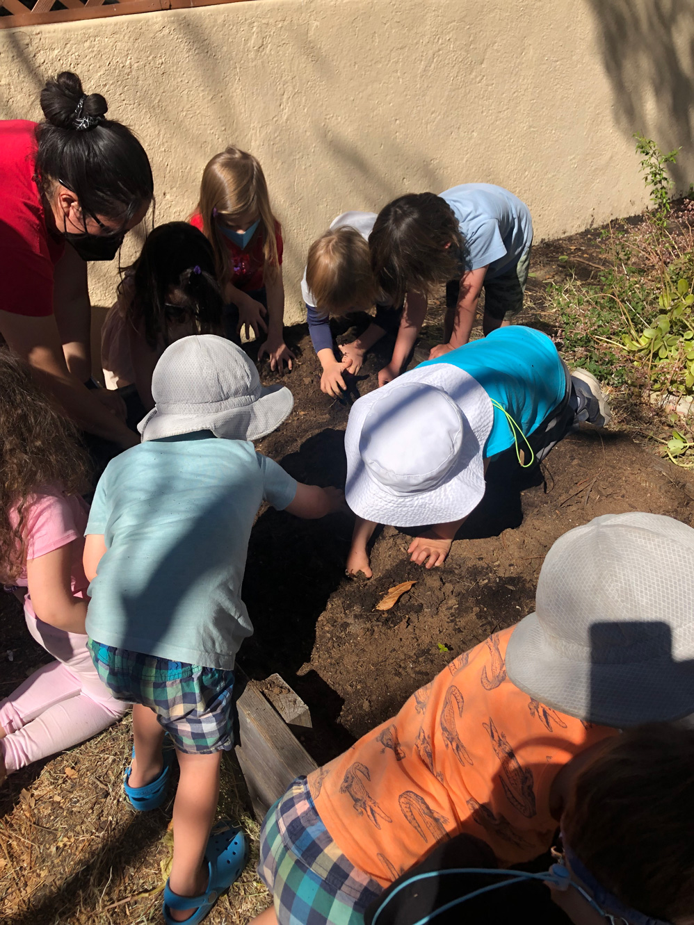 Growing Potatoes with Preschoolers » La Playa Cooperative Nursery School